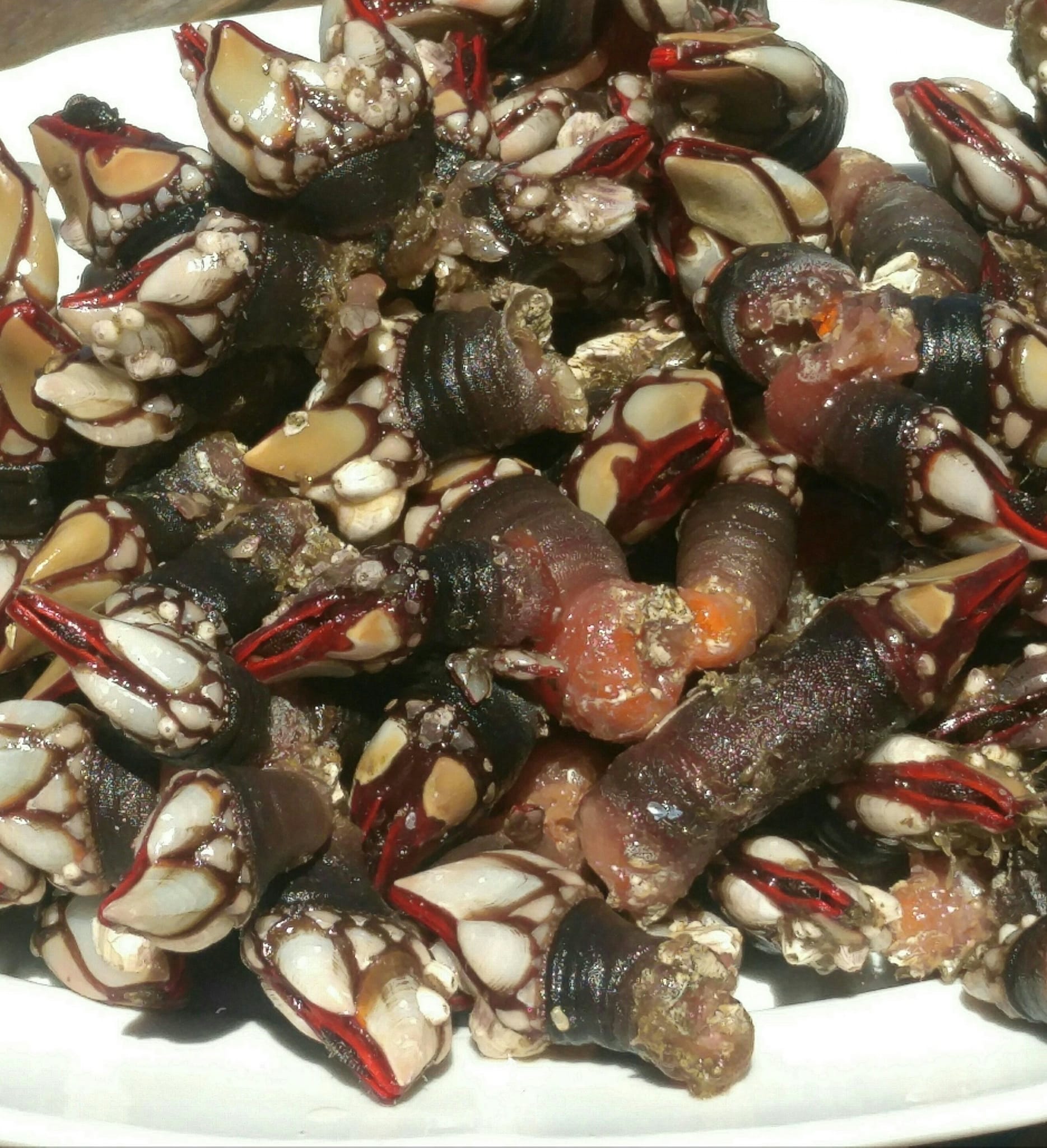 Cómo cocer percebes: tiempo y sal
